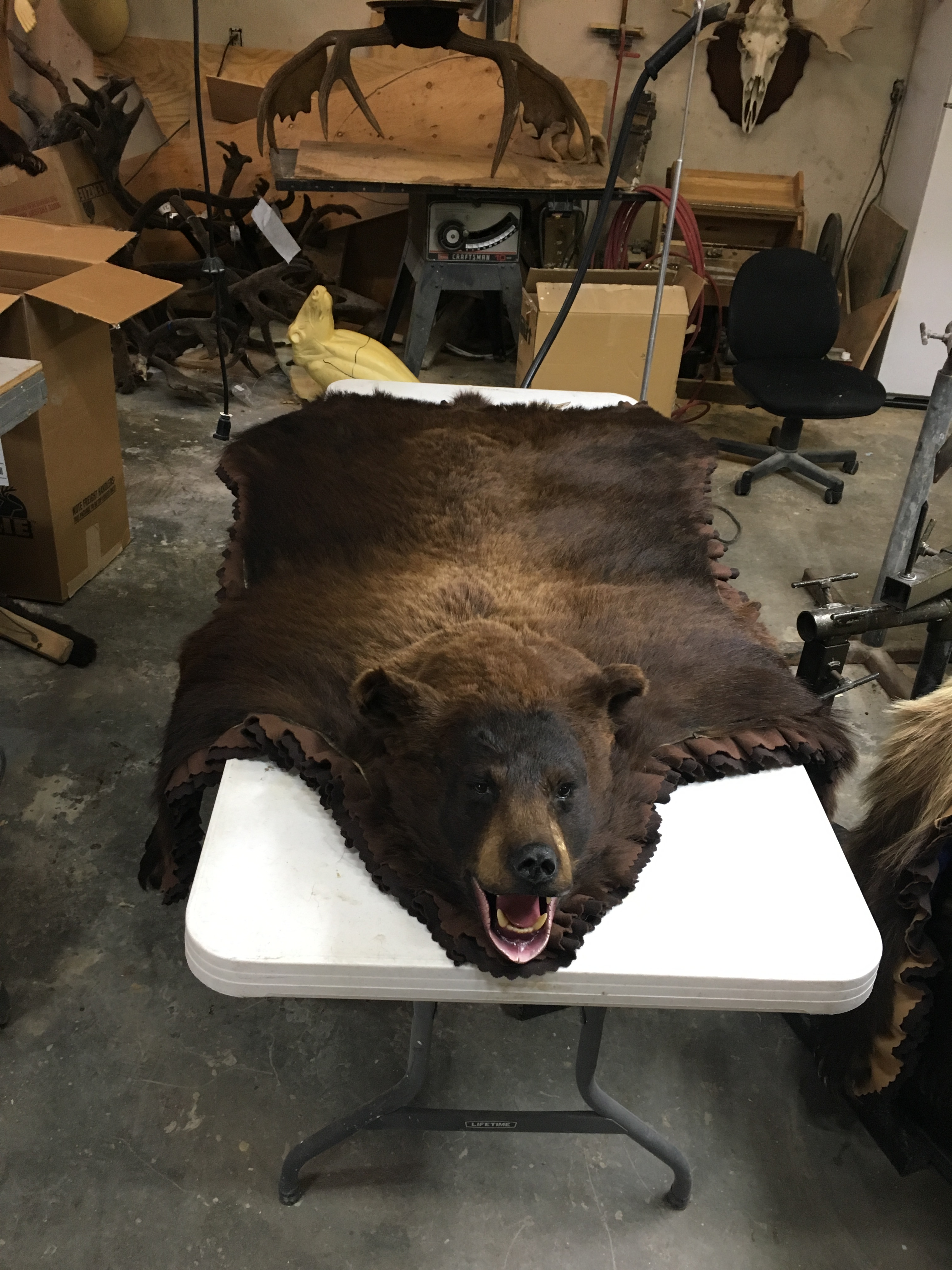 Mcgee Cin Bear Rug Alaska Wilderness Arts And Taxidermy